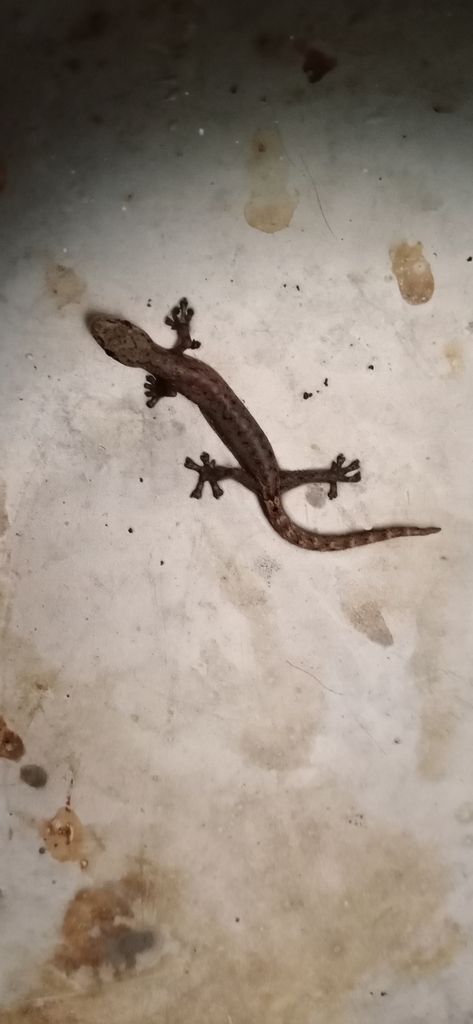 Indo-Pacific Slender Gecko from Sukabumi, ID-JR, ID on August 18, 2020 ...