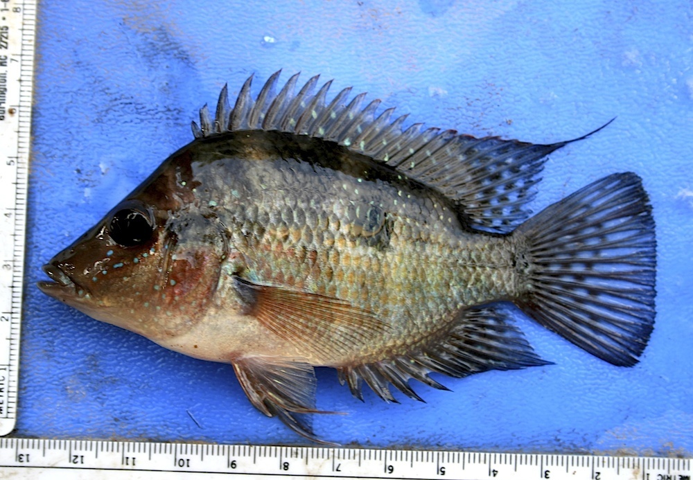 False Firemouth Cichlid from Laguna El Cacao, Honduras on February 25 ...