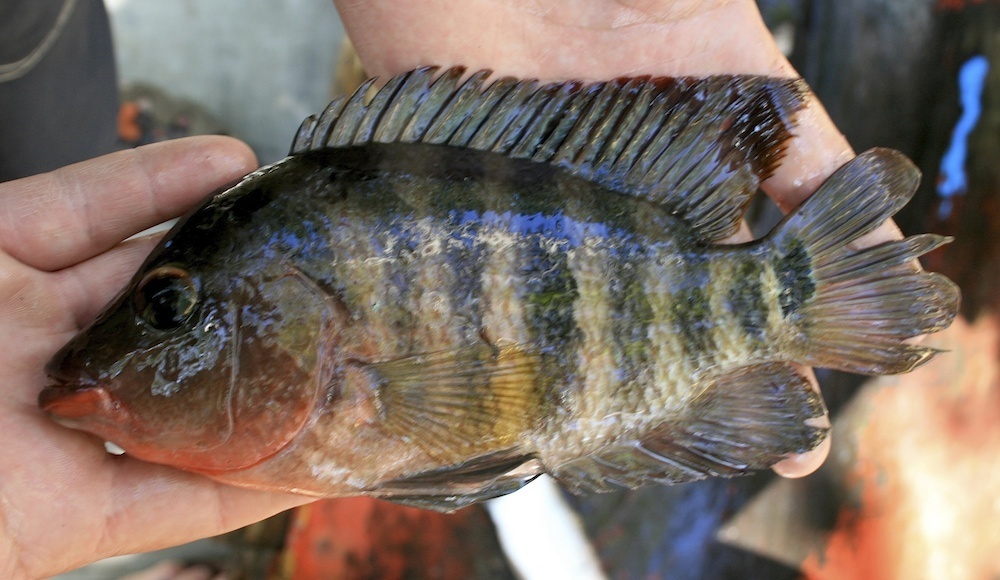 Mayan Cichlid from Laguna El Cacao, Honduras on February 25, 2008 by ...