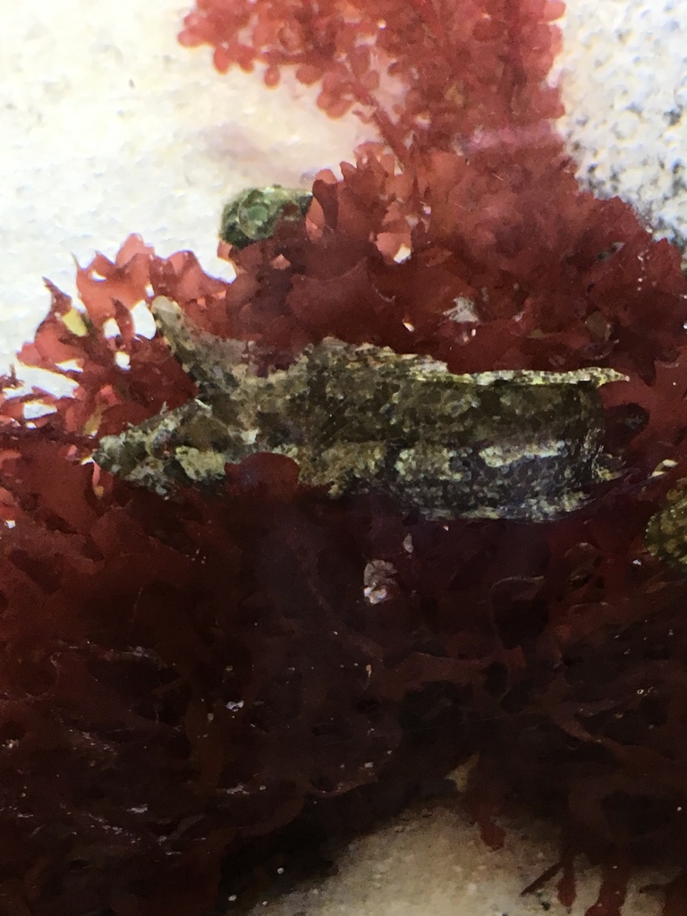 Marbled Blenny (Paraclinus marmoratus) - Marine Life Identification