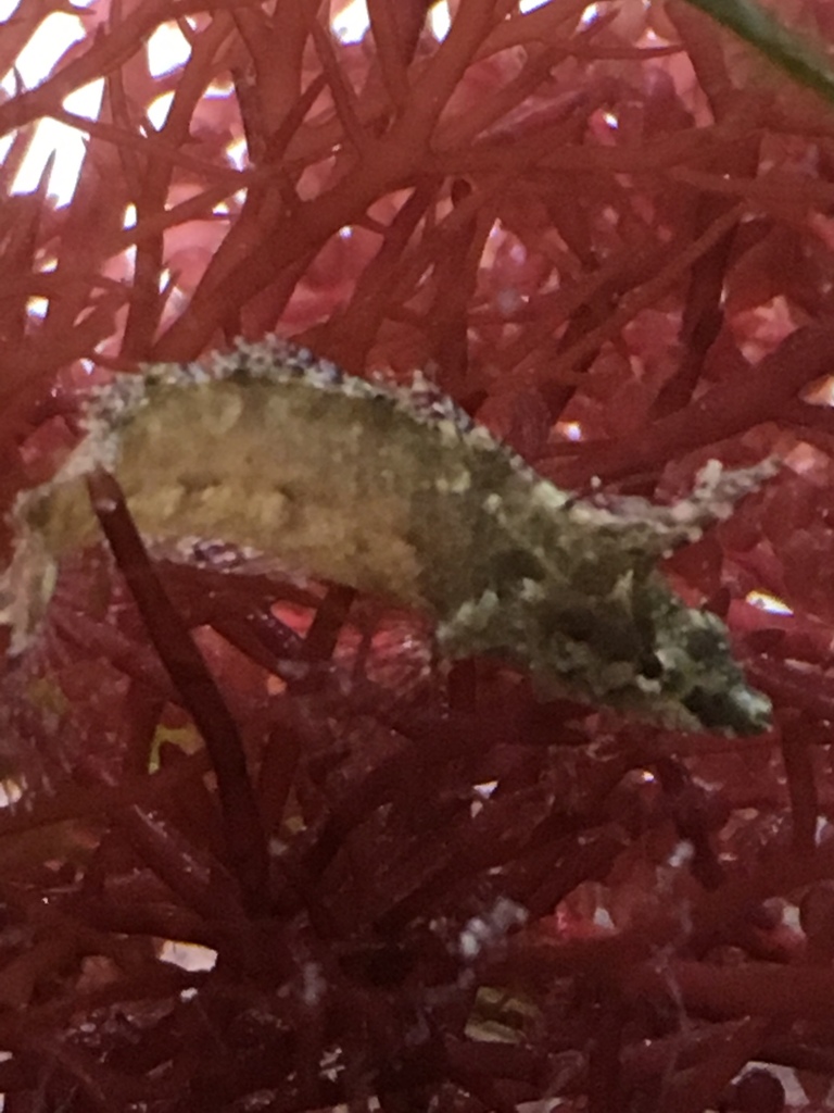 Marbled Blenny (Paraclinus marmoratus) - Marine Life Identification