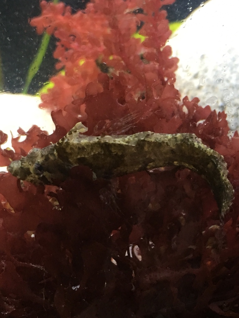 Marbled Blenny (Paraclinus marmoratus) - Marine Life Identification