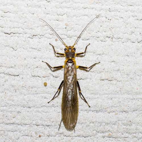 Stoneflies (Order Plecoptera) · iNaturalist