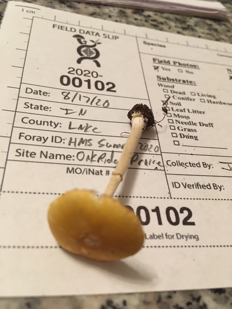 Peck's Yellow Dust Amanita from W 58th Ave, Griffith, IN, US on August ...