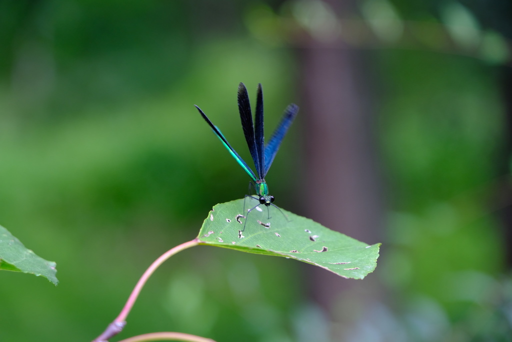 Matrona basilaris from Huairou, Beijing, CN on August 17, 2020 at 11:29 ...