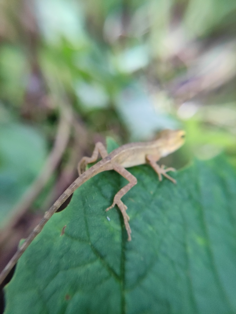 Lizards from 12/67, Khorlim, Mapusa, Goa 403507, India on August 17 ...