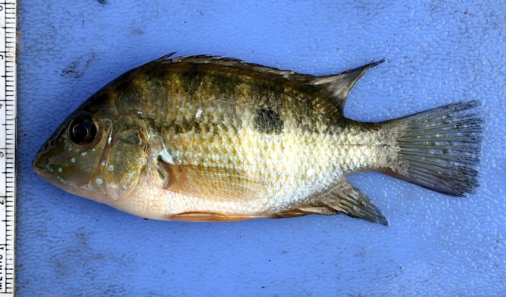 False Firemouth Cichlid from Rio Jaiguaca, Honduras on February 24 ...