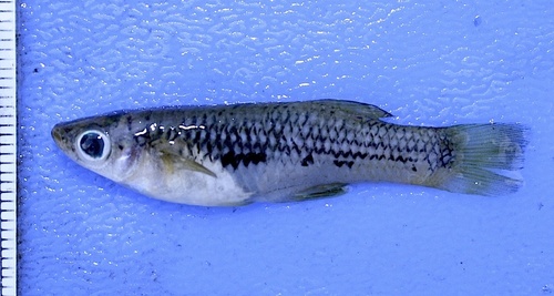 Alfaro huberi · NaturaLista Colombia