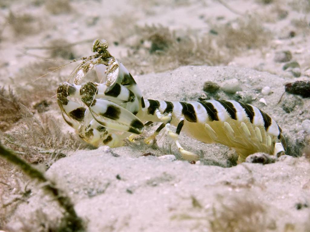 Tiger Mantis Shrimp from Chole Bay, Tanzania on December 27, 2016 at 08 ...