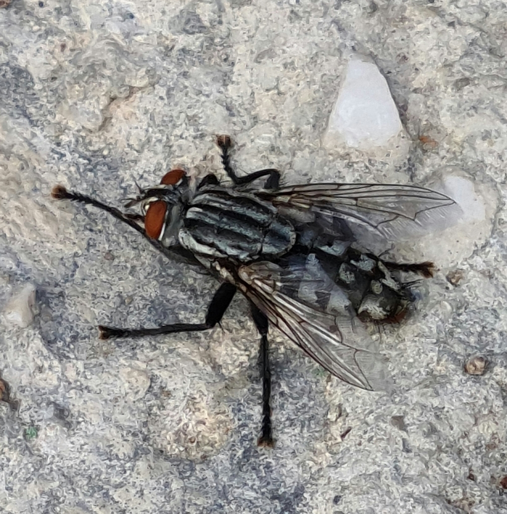 Common Flesh Flies from Old Jewish Cemetery, Split on August 18, 2020 ...