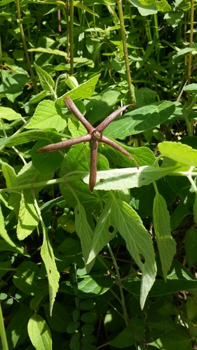 Polystemma purpusii · iNaturalist