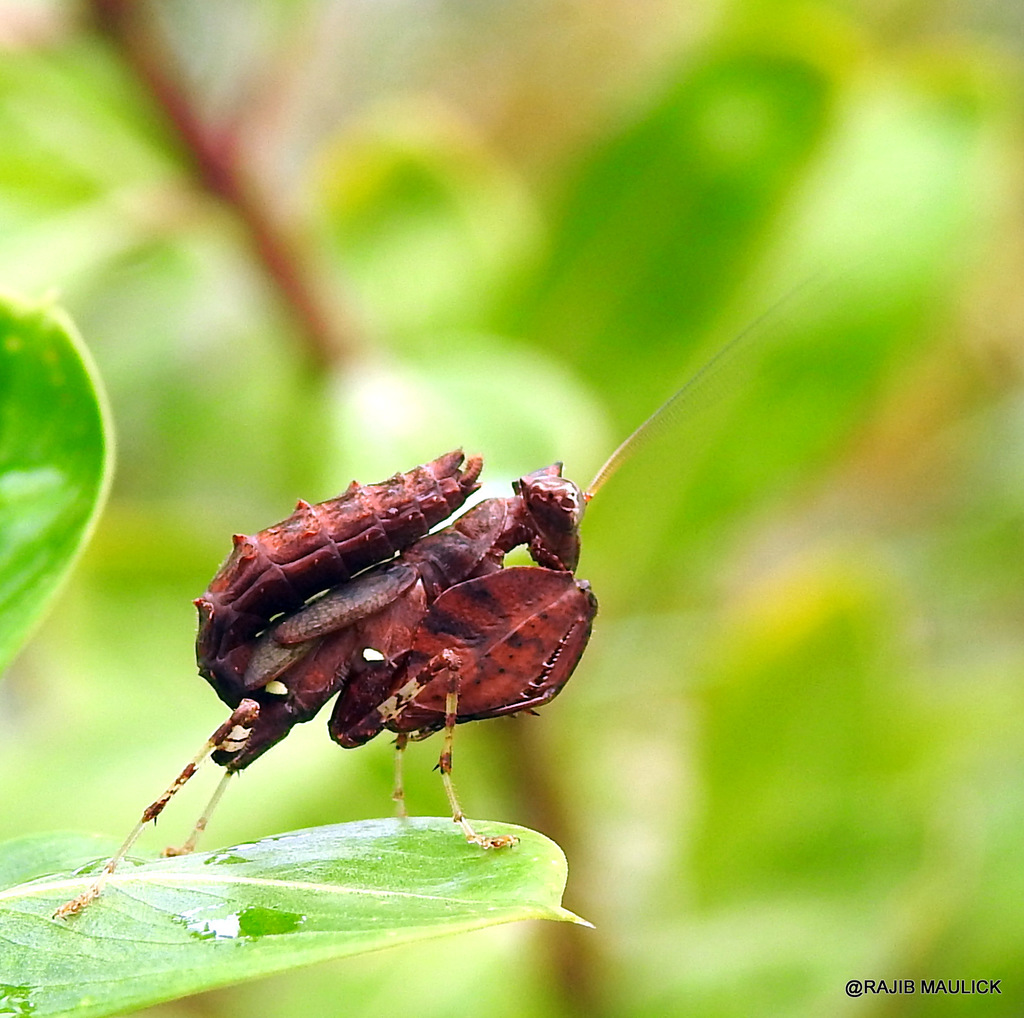 Hestiasula brunneriana from Durgapur, West Bengal, India on July 2 ...