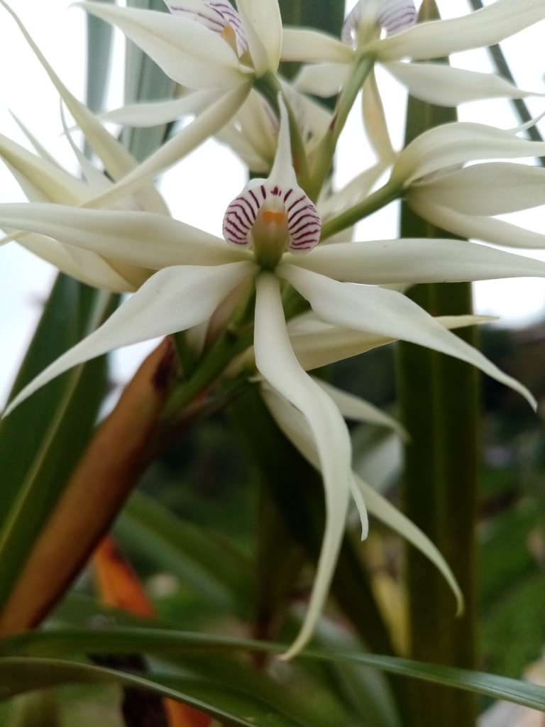 Prosthechea baculus from Putla Villa de Guerrero, Oax., México on ...