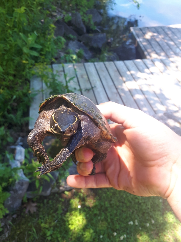 Eastern Musk Turtle in June 2019 by Zach Cameron · iNaturalist