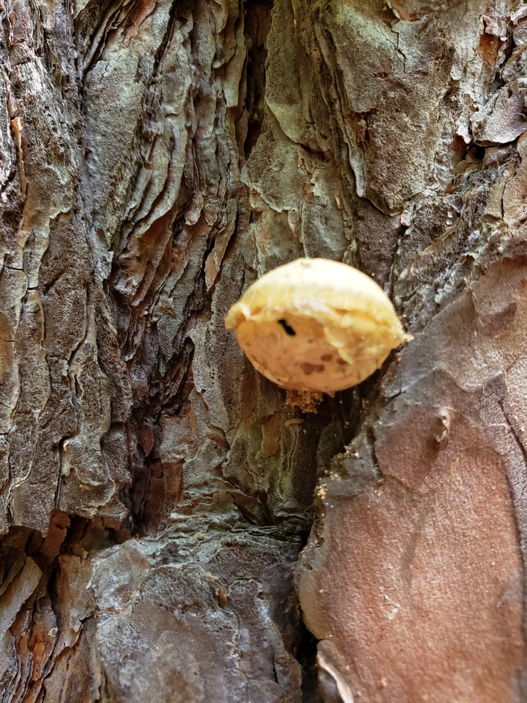 Veiled Polypore from West Township, IN, USA on August 17, 2020 at 01:21 ...
