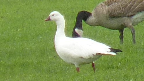 Ross's Goose from Sault Ste. Marie, ON, Canada on September 26, 2017 at ...