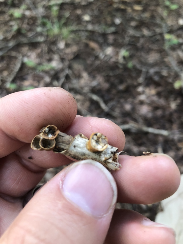 Crucibulum parvulum from E Curby Rd, English, IN, US on August 15, 2020 ...