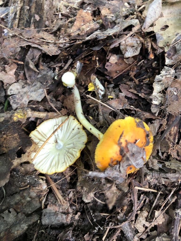 Yellow Patches in August 2020 by drfishbone · iNaturalist