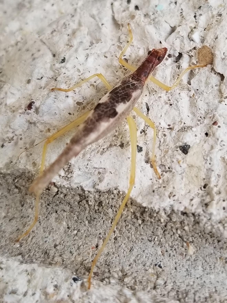 Two-spotted Tree Cricket from Waukesha on August 18, 2020 by Cindy ...