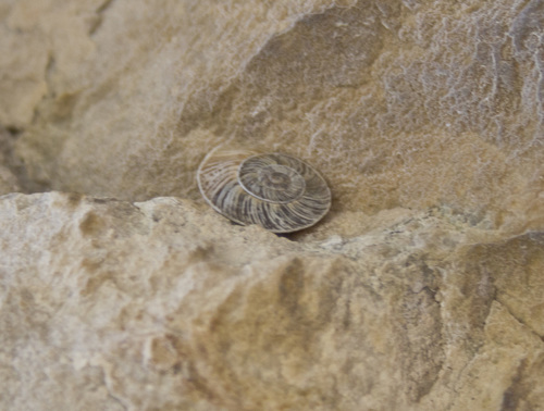 Dioscuria prometheus · iNaturalist