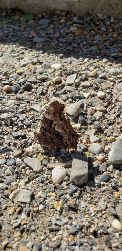 Compton Tortoiseshell from Edgewater, BC V0A 1E0, Canada on August 19 ...
