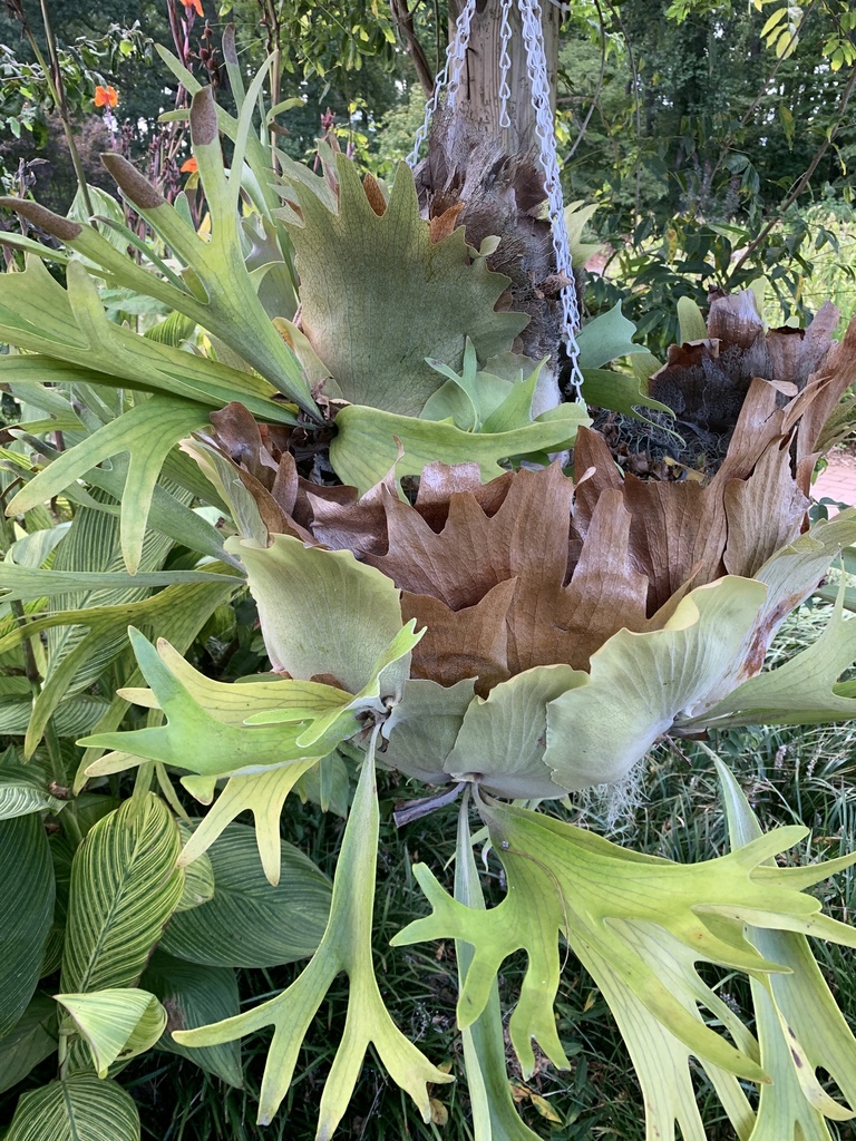 Elkhorn fern from Garden Trail, Clemson, SC, US on August 19, 2020 at ...