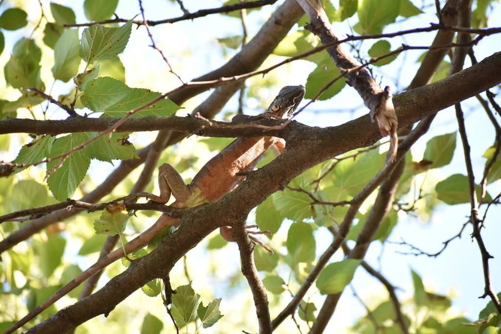 Green Iguana from Clemson Dr, Garland, TX, US on August 19, 2020 at 05: ...