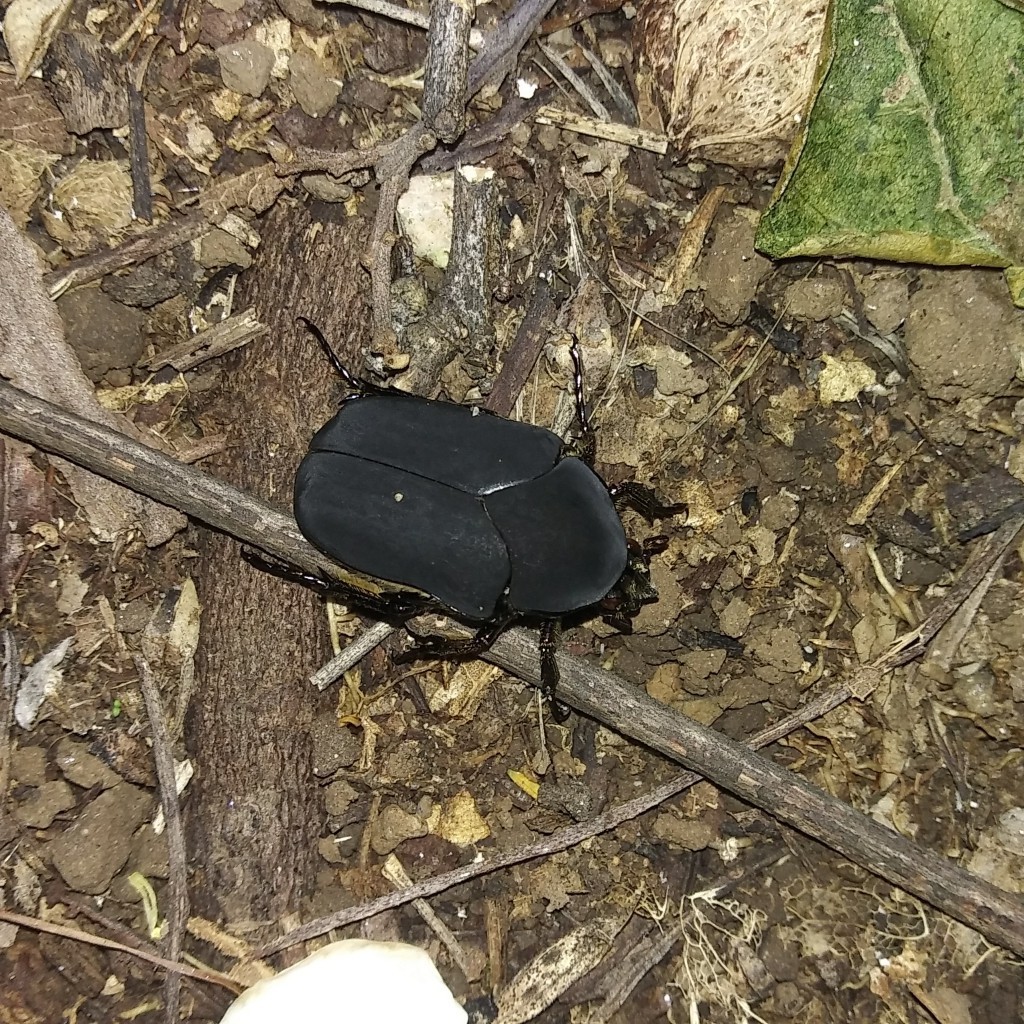 Cotinis mutabilis atrata in August 2020 by Sebastian Zorrilla De La Torre · iNaturalist