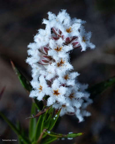 beard-heaths (Genus Leucopogon) · iNaturalist