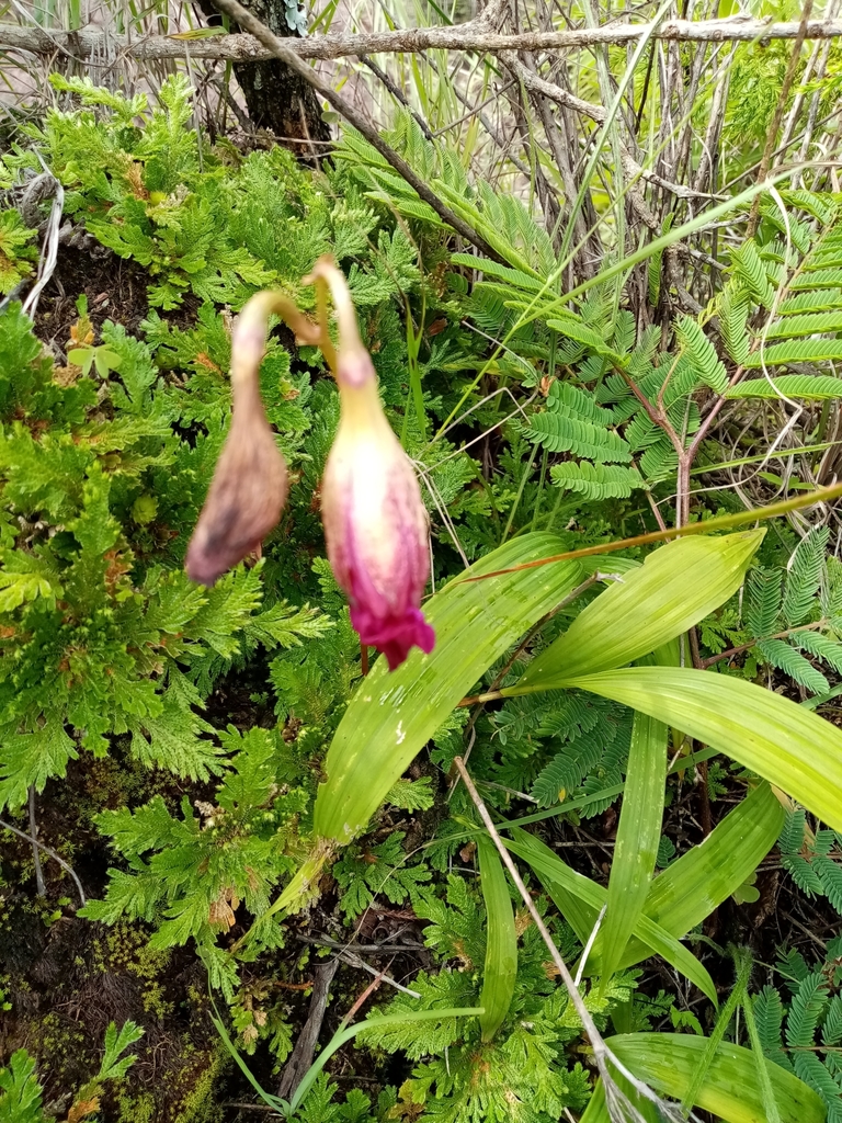 Bletia purpurata from Putla Villa de Guerrero, Oax., México on August ...