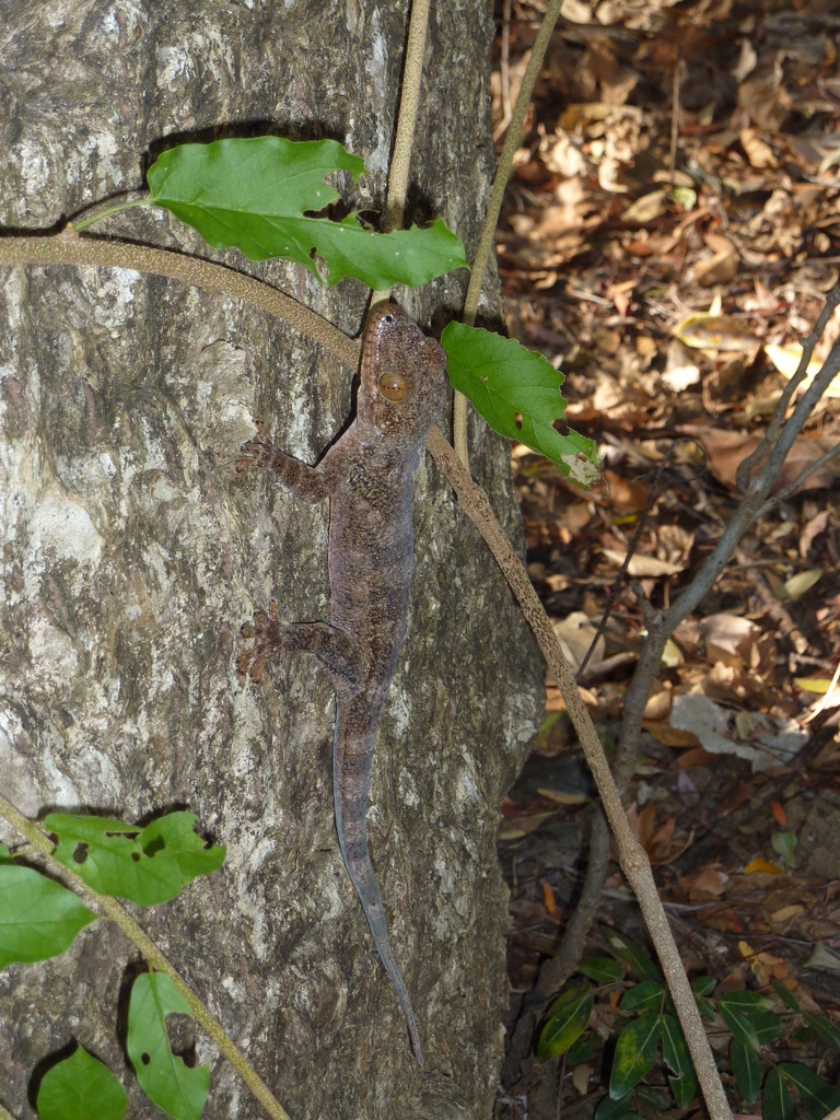 Microtuberculated Velvet Gecko from Ankarana, Madagascar on September 2 ...