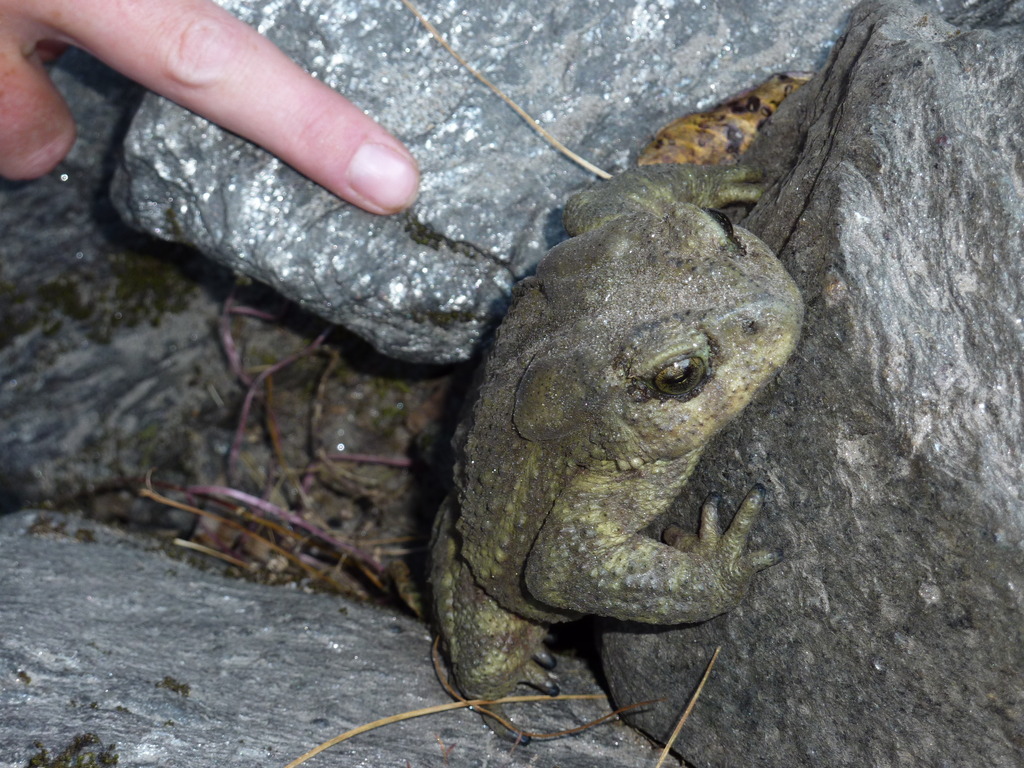 Himalayan Toad from Near Gorkha, Nepal on November 14, 2009 by Georgia ...