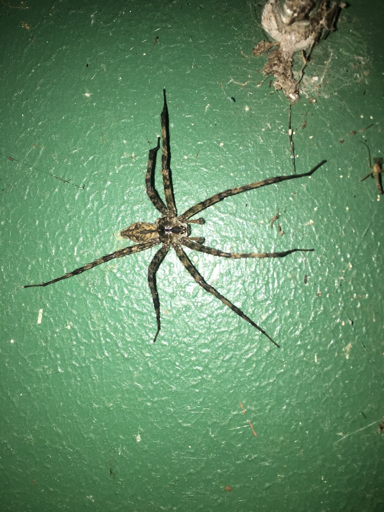 White-banded Fishing Spider from Cooper Lake State Park, Cooper, TX, US ...