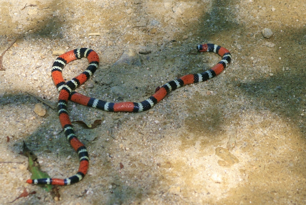 Decorated Coralsnake from Vila Santa Alice, Duque de Caxias - RJ ...