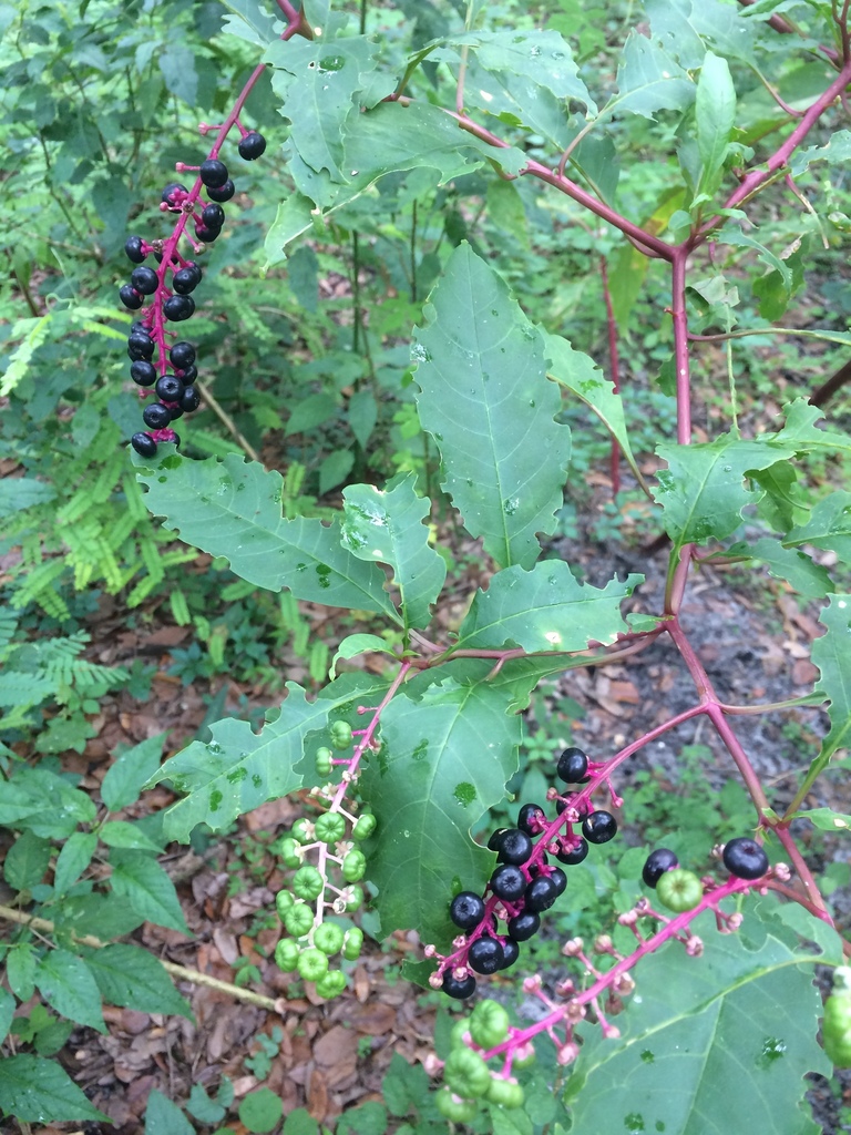 American pokeweed from 2221 SW 98th Ter, Davie, FL, US on July 16, 2017 ...