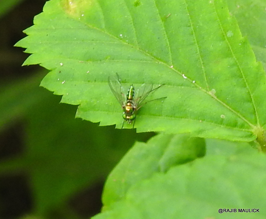 Chrysosoma from B-Zone, Durgapur, West Bengal, India on July 9, 2017 at ...