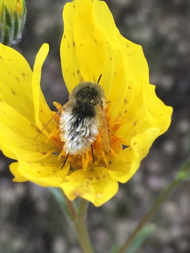(Lordotus diplasus)