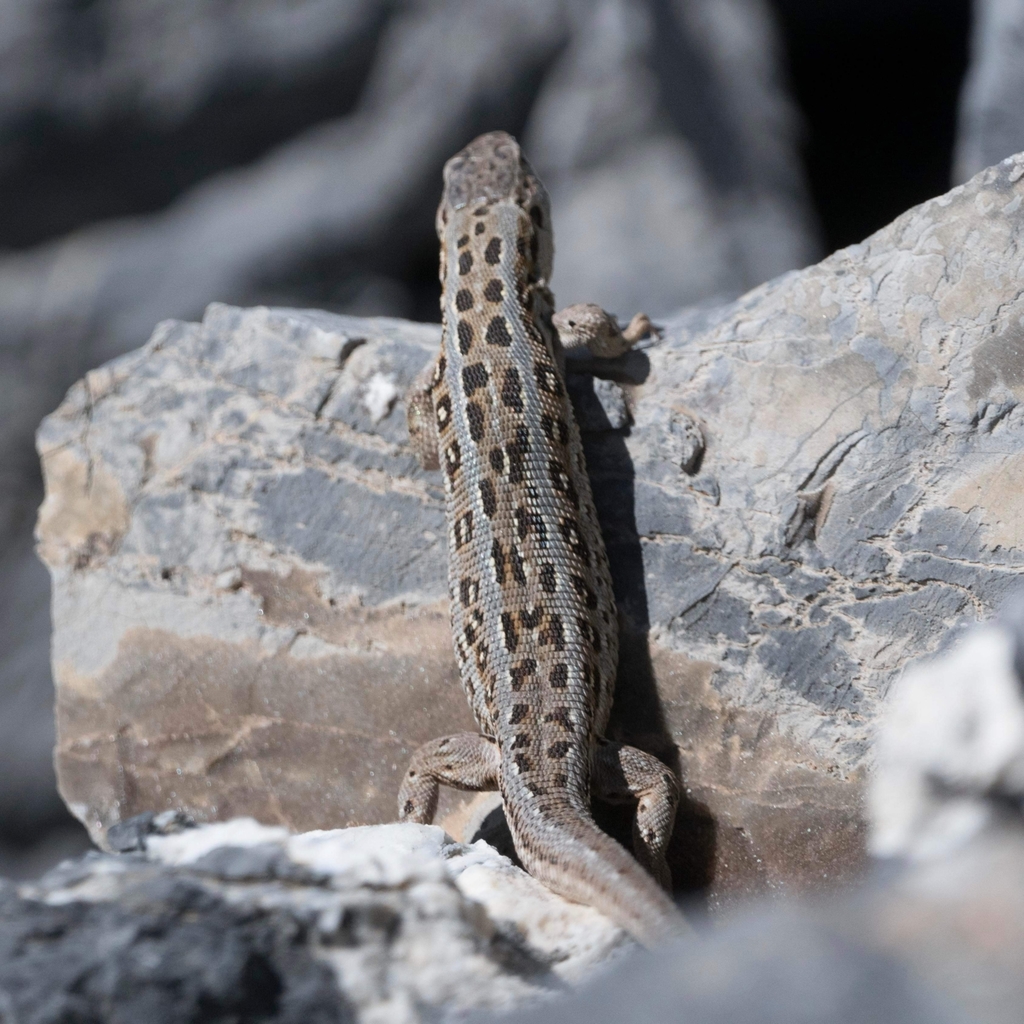 Sand Lizard in August 2020 by Cédric Cabrera · iNaturalist