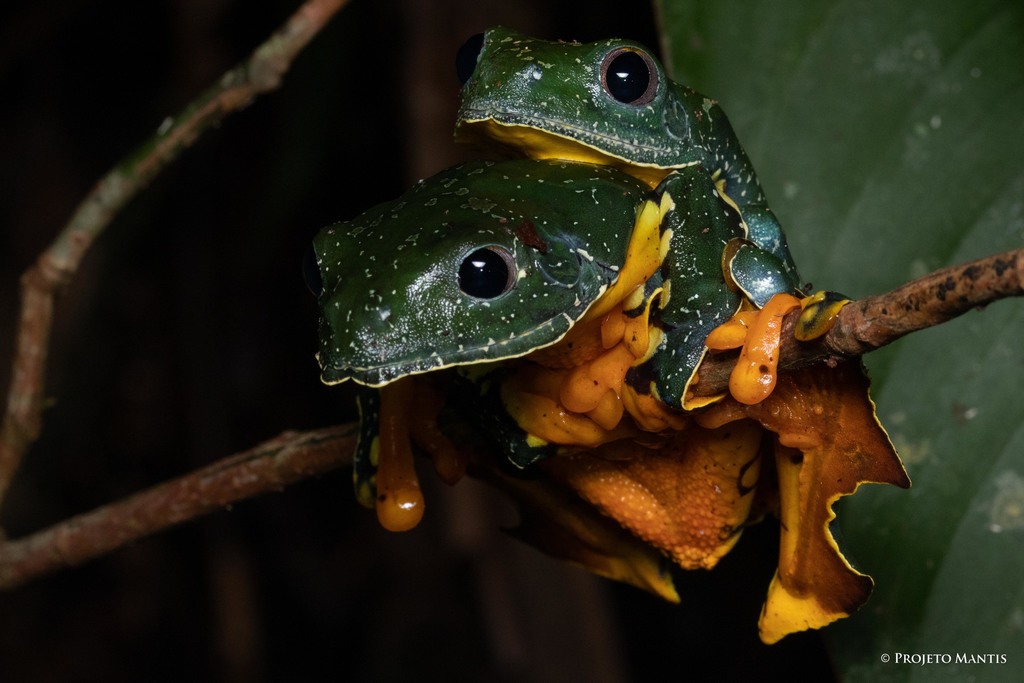 Fringed Leaf Frog from Maynas, Peru on July 21, 2019 at 12:14 AM by ...