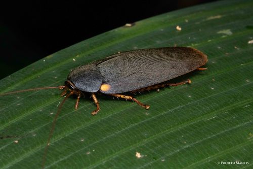 Nyctibora humeralis · iNaturalist
