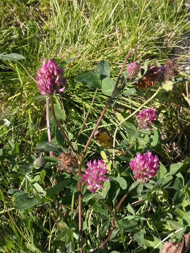 Red Clover from Perus on August 20, 2020 at 03:57 PM by Paavo Sallinen ...