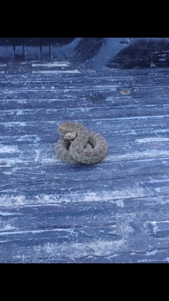 Prairie Rattlesnake from Lloyd, MT, US on August 20, 2020 at 08:43 AM ...