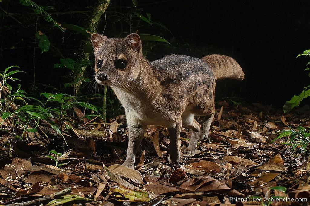 Fanaloka in October 2019 by Chien Lee · iNaturalist