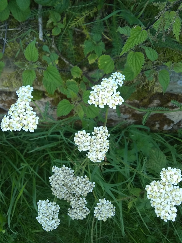 common yarrow from Middleton, UK on August 20, 2020 at 07:46 PM by Sean ...