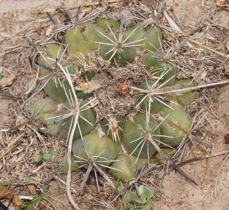 Coryphantha ottonis from El Llano Ags. on July 16, 2017 at 06:43 PM by ...