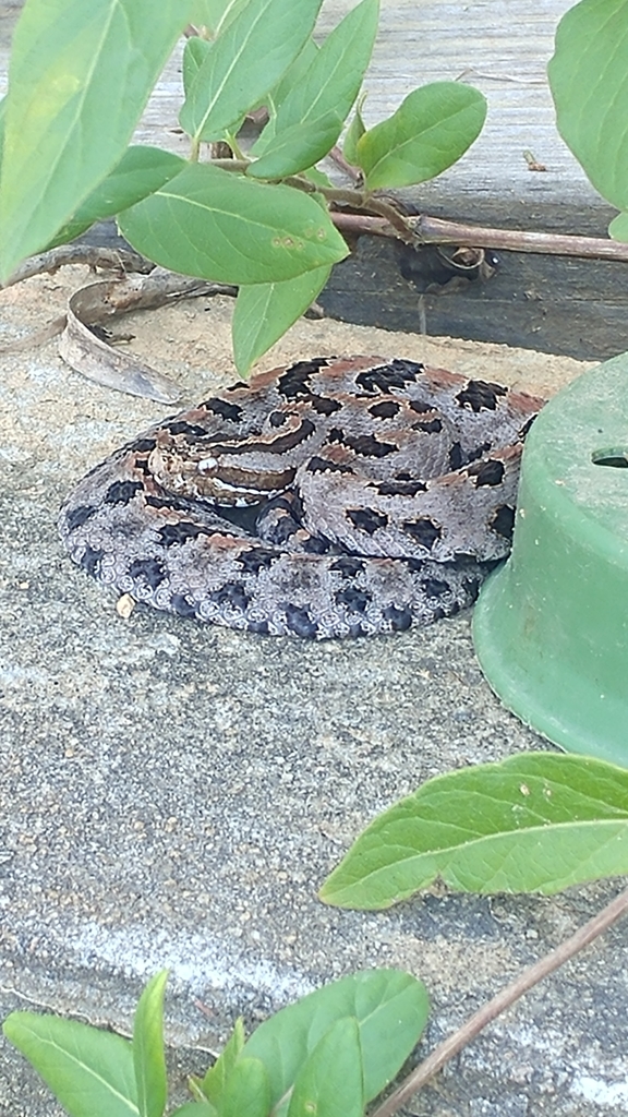 Pygmy Rattlesnake from Kingston, GA 30145, USA on August 10, 2020 at 10 ...