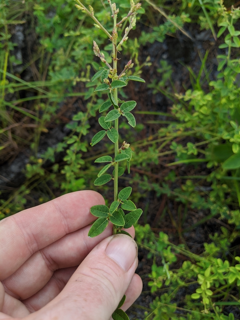 Little-leaf Tick-clover from White Oak, NC, USA on August 20, 2020 at ...