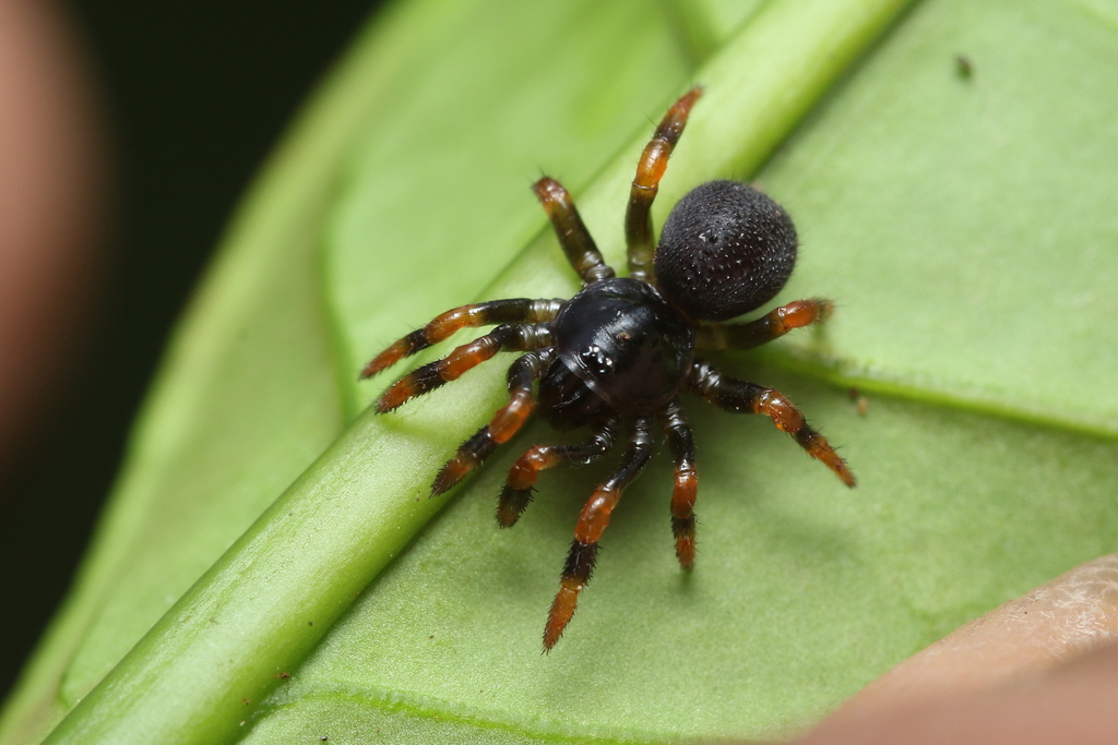 Conothele from Kakkabe, Karnataka 571214 on June 27, 2019 at 03:58 PM ...