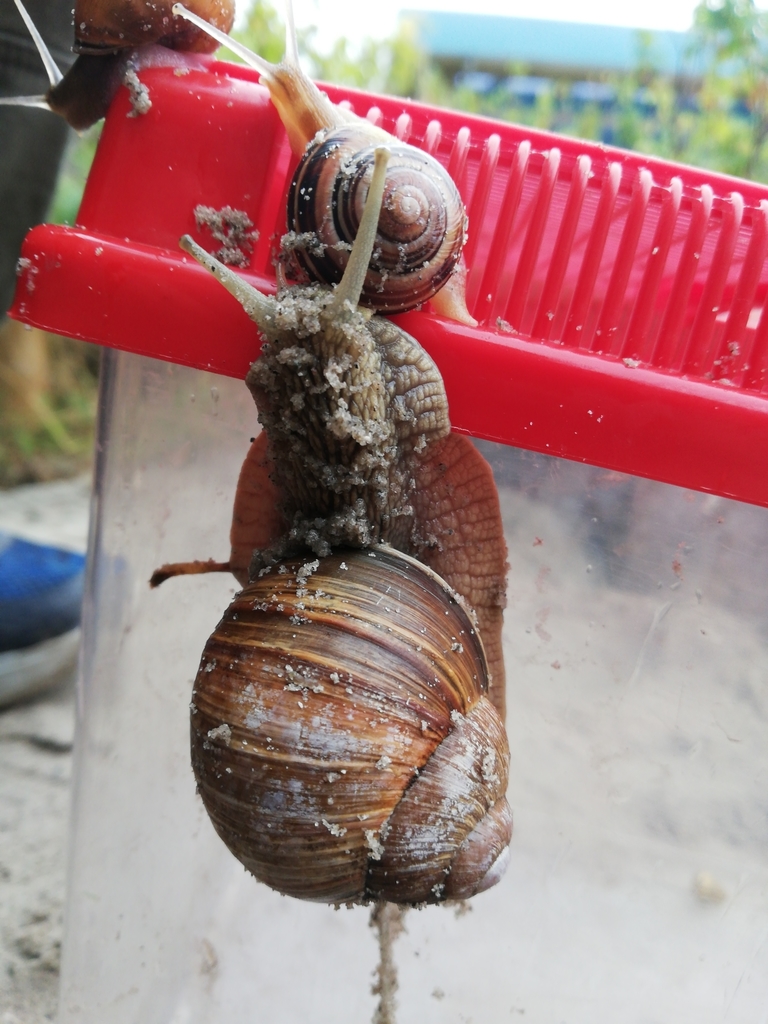 Roman Snail from 3550 Slangerup, Danmark on August 21, 2020 at 10:28 AM ...