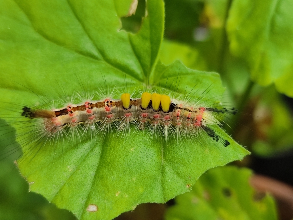 Rusty Tussock Moth from Beranga on August 21, 2020 at 10:50 AM by Cris ...